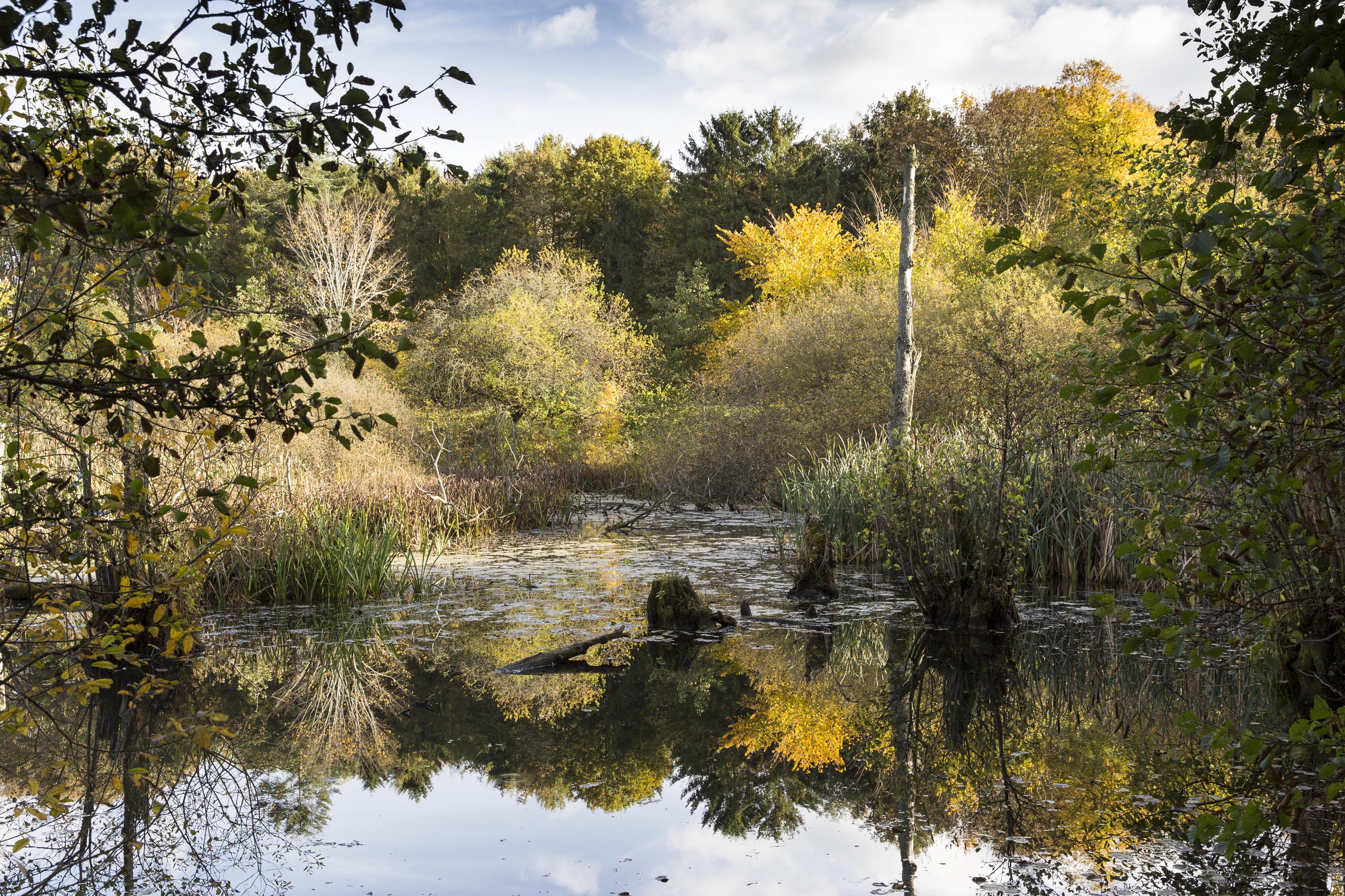Mosen | Skoven i Skolen