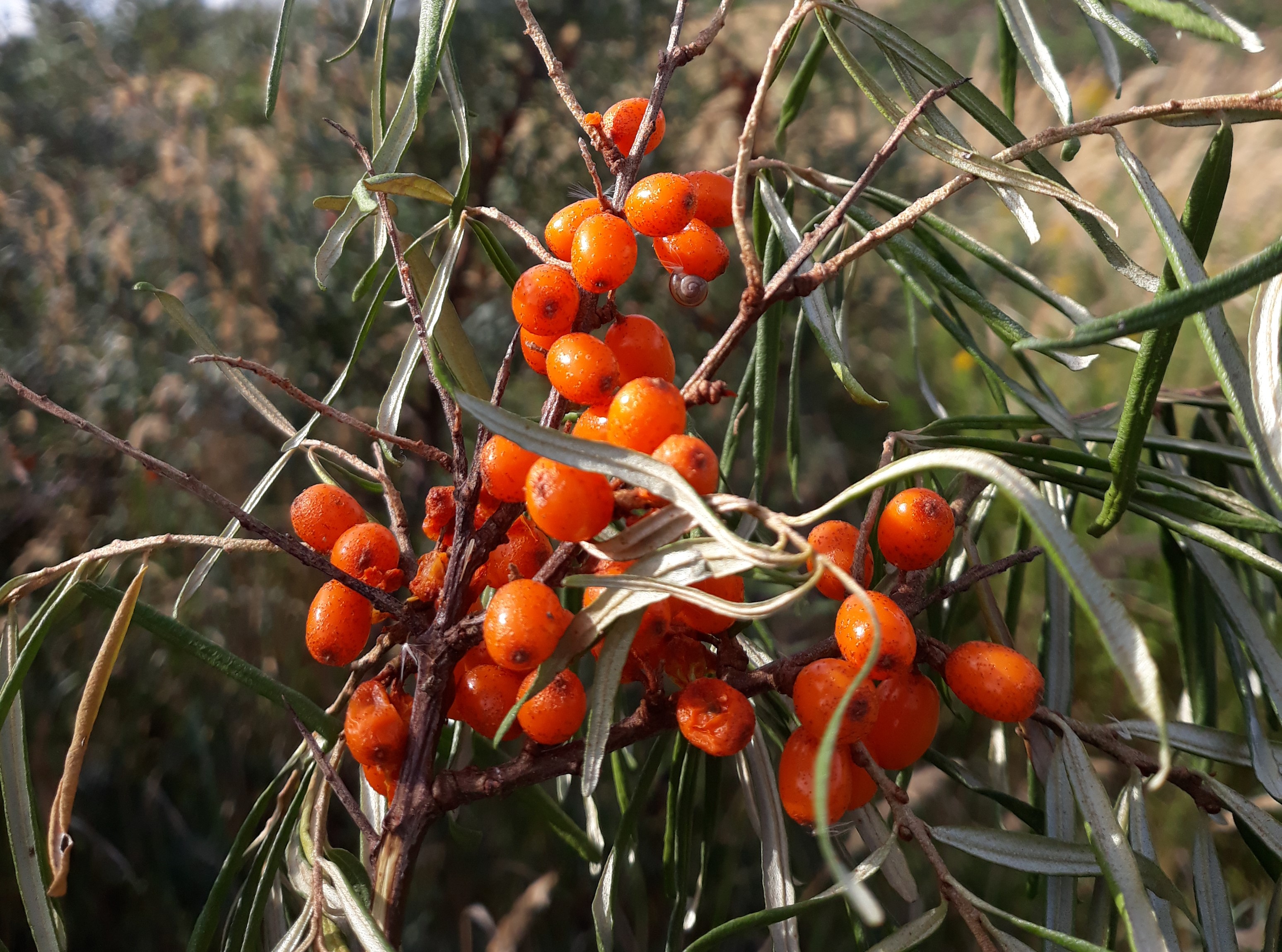Havtorne-syltetøj | Skoven i Skolen