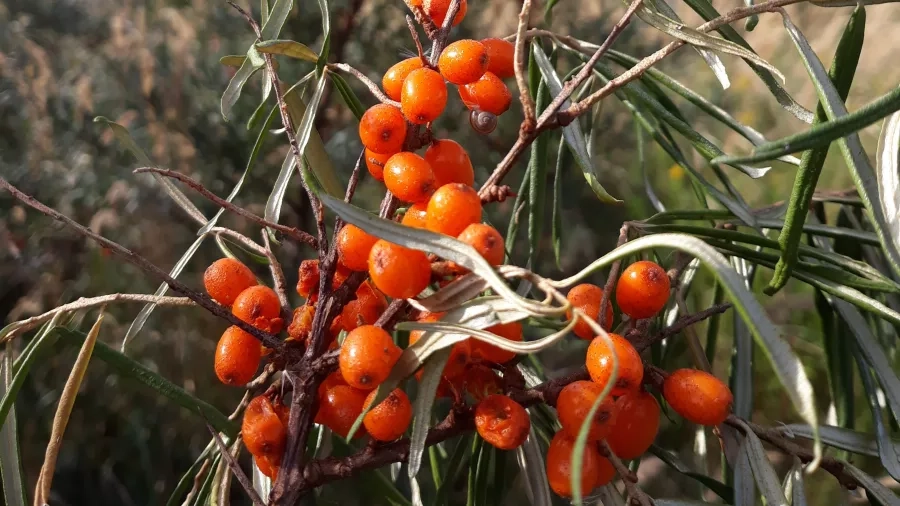 Havtorne-syltetøj | Skoven i Skolen
