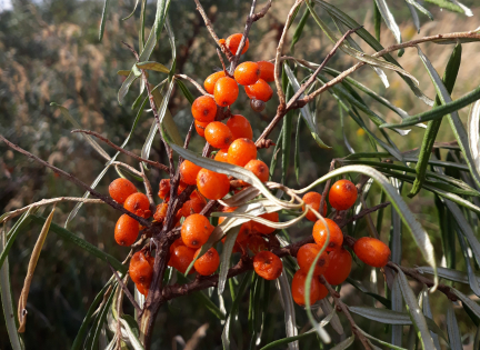 Havtorn (Hippóphae rhamnoides) | Skoven i Skolen